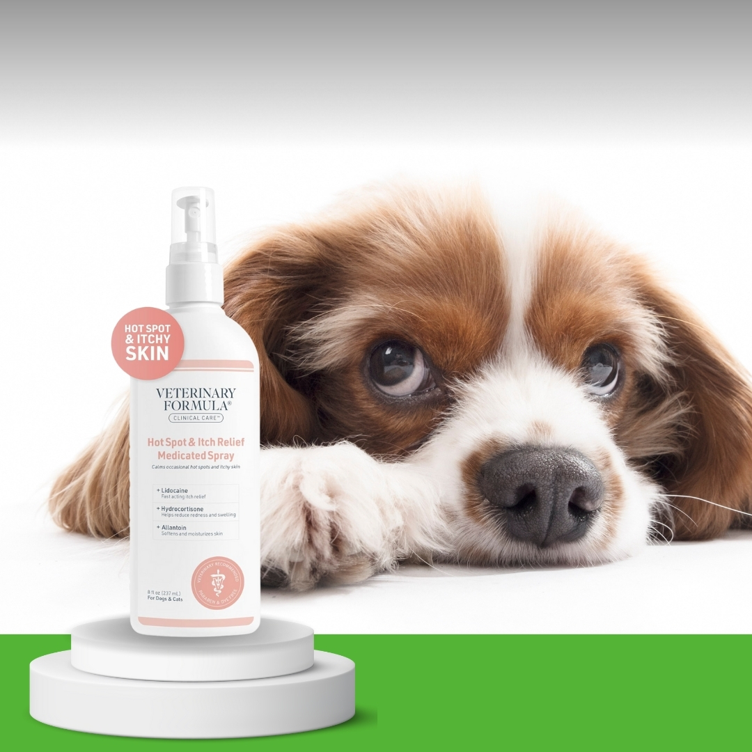 Best Hot Spot Treatment for Dogs That Actually Works | HappyBarker
